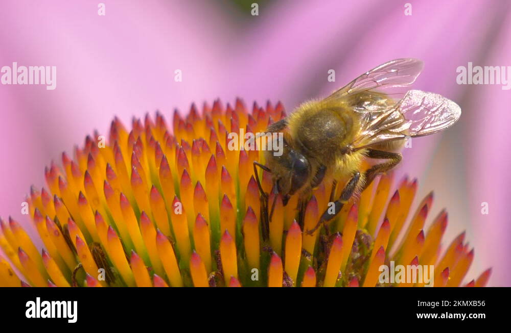 Echinacea bee gather pollen Stock Videos & Footage - HD and 4K Video ...
