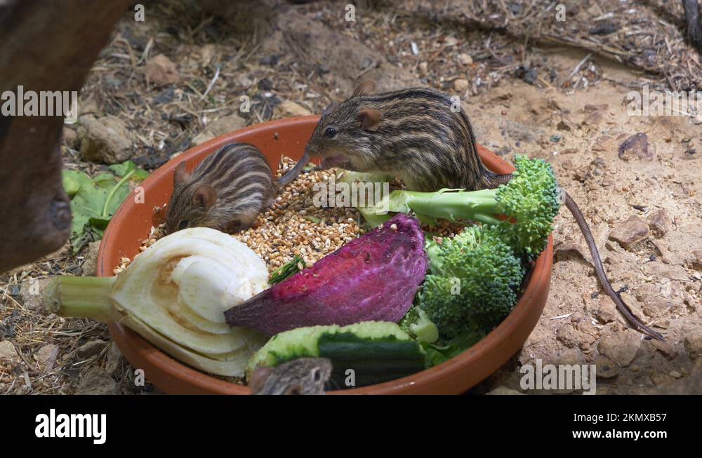 Species of mice Stock Videos & Footage - HD and 4K Video Clips - Alamy