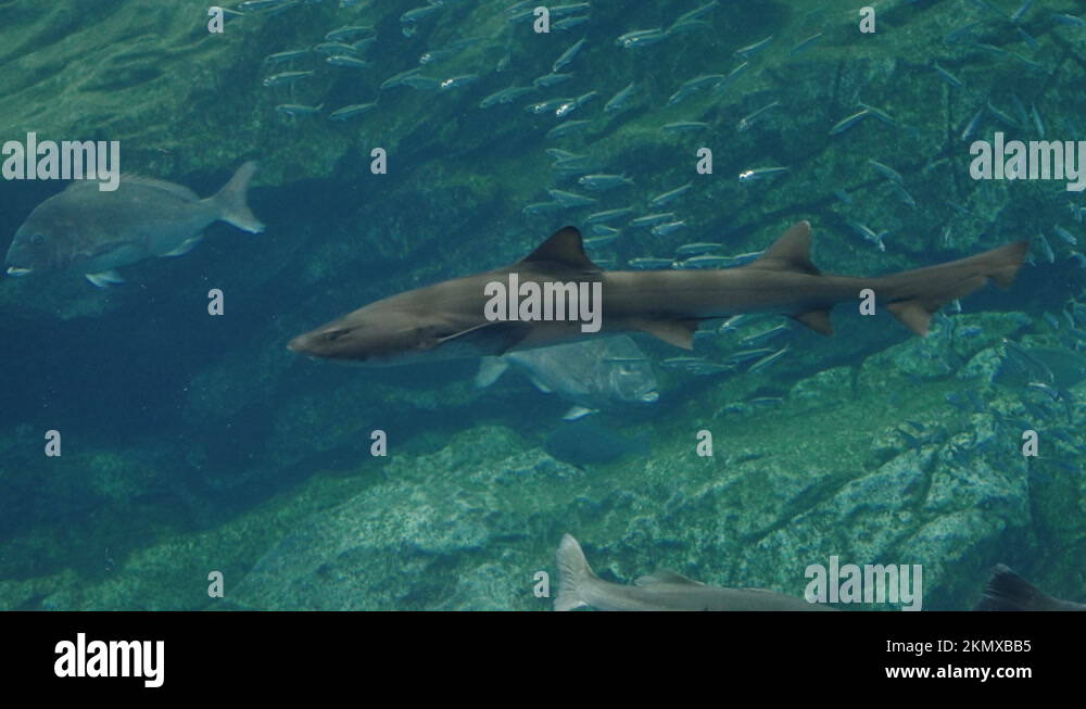Houndshark Swimming Underwater In The Aquarium At Umino-Mori In Sendai ...