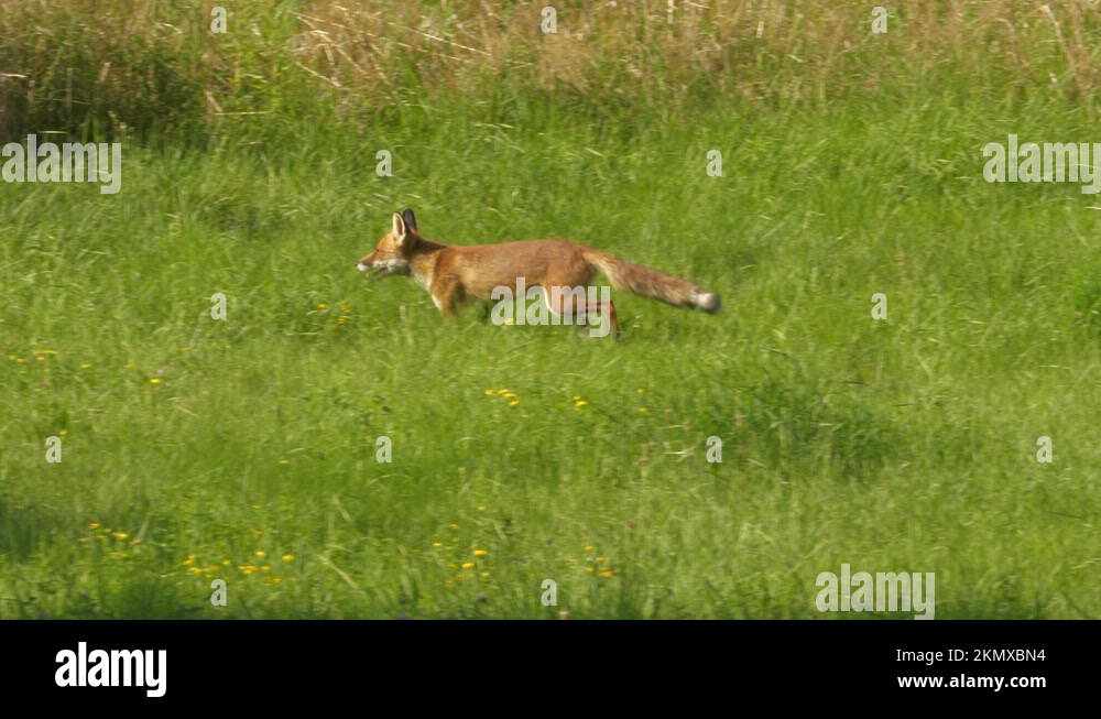 Wild Red Fox (Vulpes vulpes) Feeding In Field at Edge of Wood. Wildlife ...