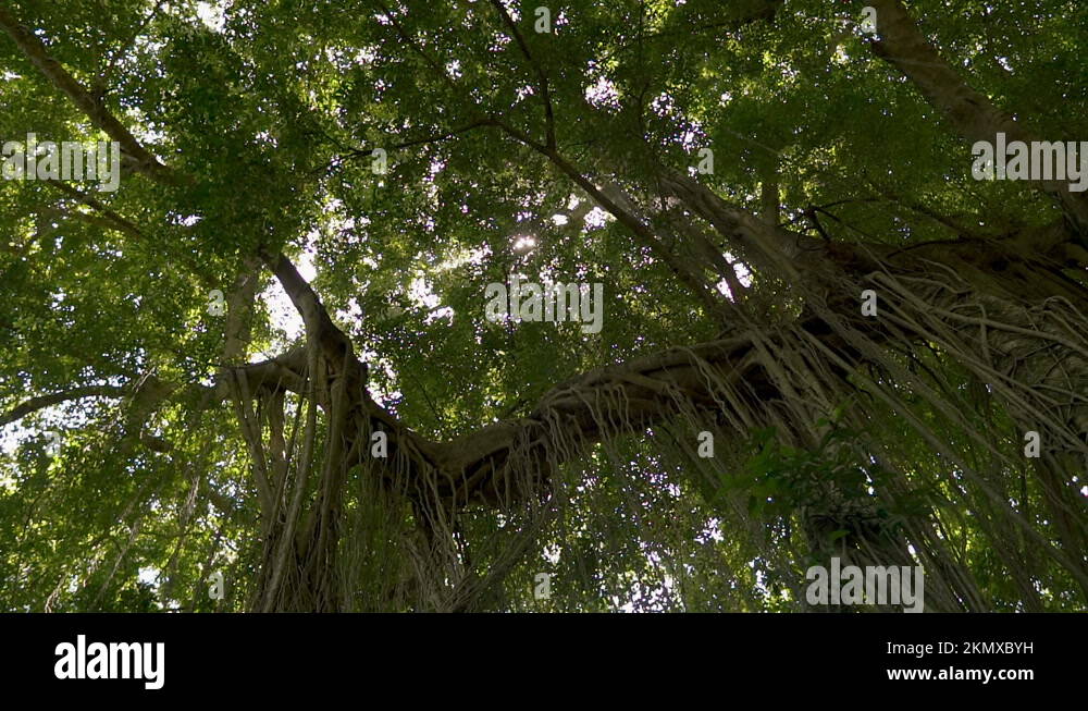 Branches banyan tree Stock Videos & Footage - HD and 4K Video Clips - Alamy