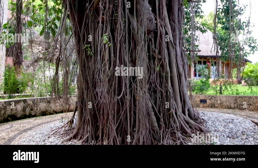 Tree roots tangled Stock Videos & Footage - HD and 4K Video Clips - Alamy
