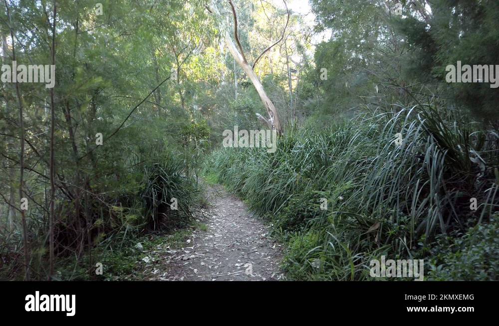 Walking Through A Trail With Tall Grass And Bushes At Forest Near Stock ...