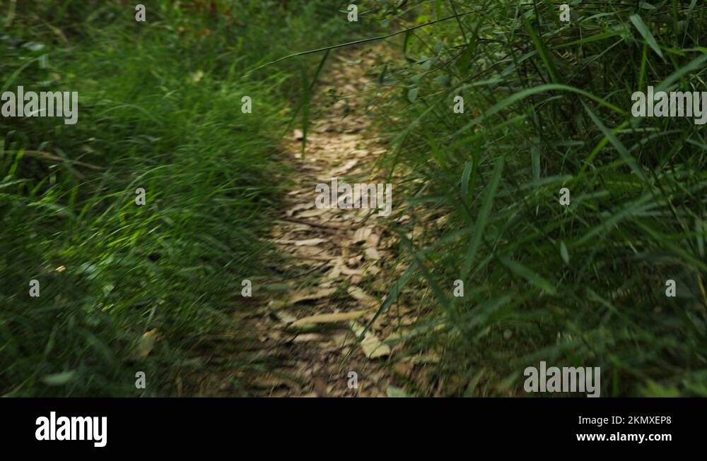 Low shrubbery Stock Videos & Footage - HD and 4K Video Clips - Alamy