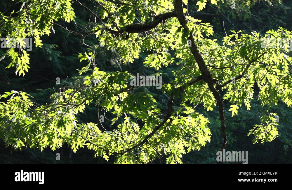 Beautiful deciduous tree Stock Videos & Footage - HD and 4K Video Clips ...