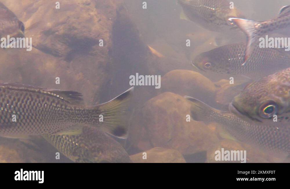 Fish and fins and close up Stock Videos & Footage - HD and 4K Video ...