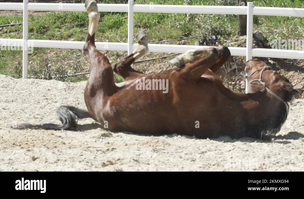 Horse rolling over Stock Videos & Footage - HD and 4K Video Clips - Alamy