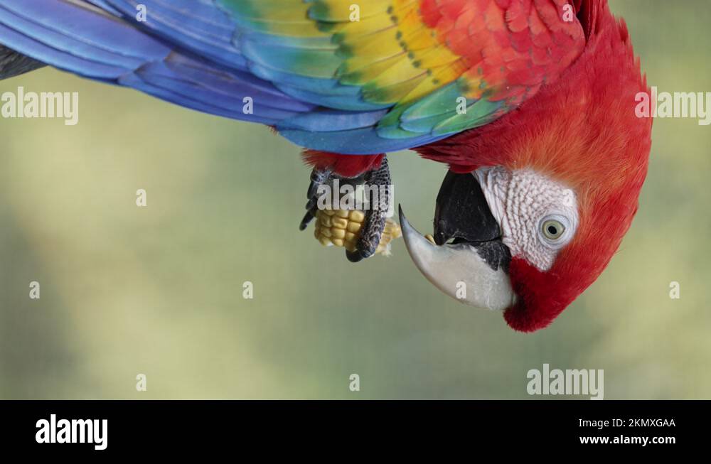 Wildlife portrait orientation Stock Videos & Footage - HD and 4K Video ...