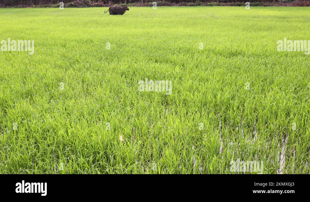 Young rice plant Stock Videos & Footage - HD and 4K Video Clips - Alamy