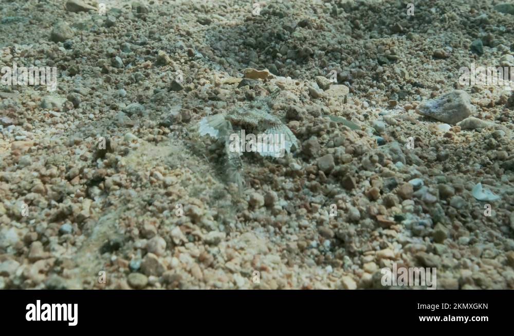 Seamoth moves on the sandy bottom in shallow water in sun rays. Pegasus ...