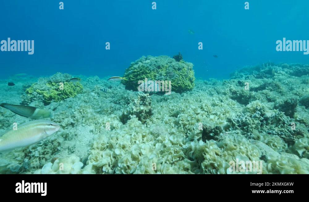Once beautiful coral reef is overgrown with algae as a result of ...