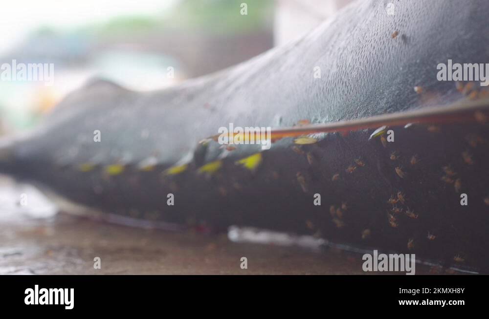 Raw yellowfin tuna Stock Videos & Footage - HD and 4K Video Clips - Alamy