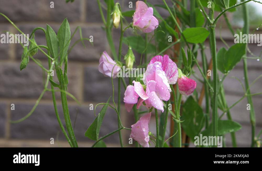 Stamen bloom Stock Videos & Footage - HD and 4K Video Clips - Alamy