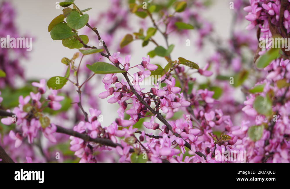 Cercis siliquastrum commonly known as the Judas tree or Judas-tree branch in Stock Video Footage ...