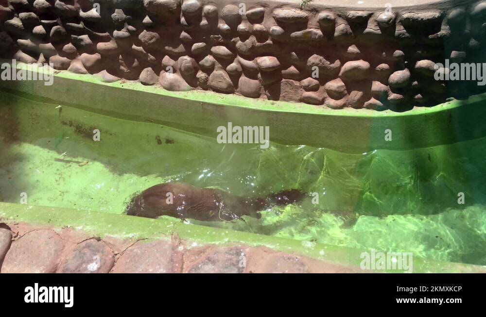 Peru - Lima - Zoo / Parque de las Leyendas / Garden / Animals / Huaca - #15 Stock Video Footage ...