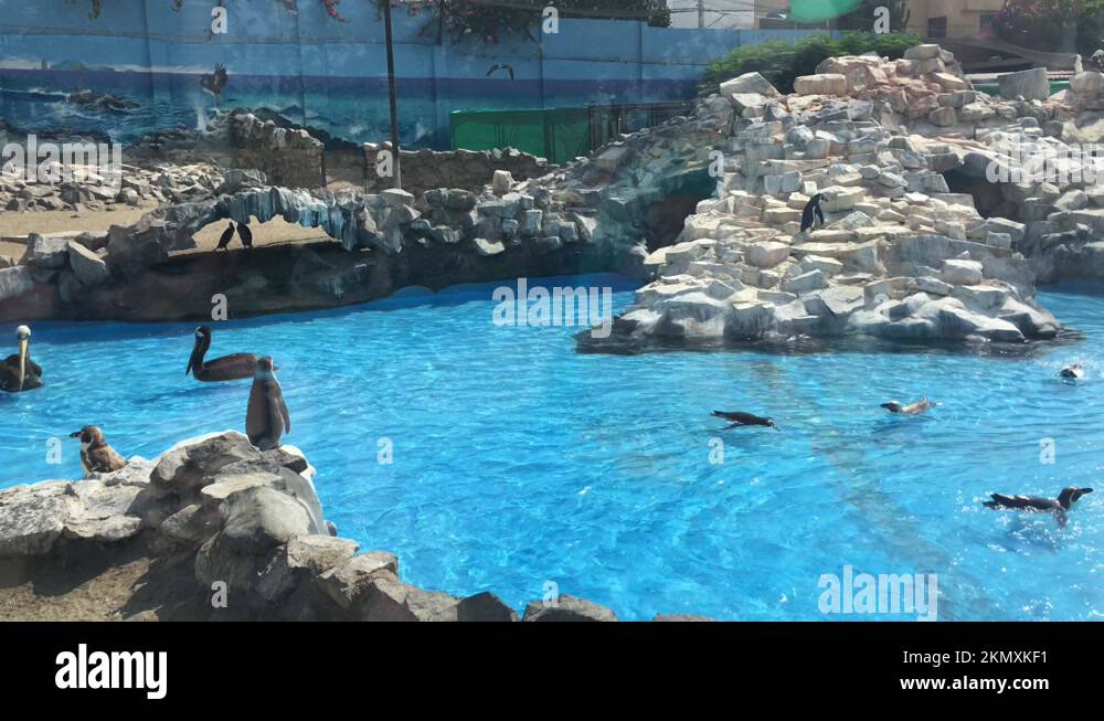 Peru - Lima - Zoo / Parque de las Leyendas / Garden / Animals / Huaca - #45 Stock Video Footage ...