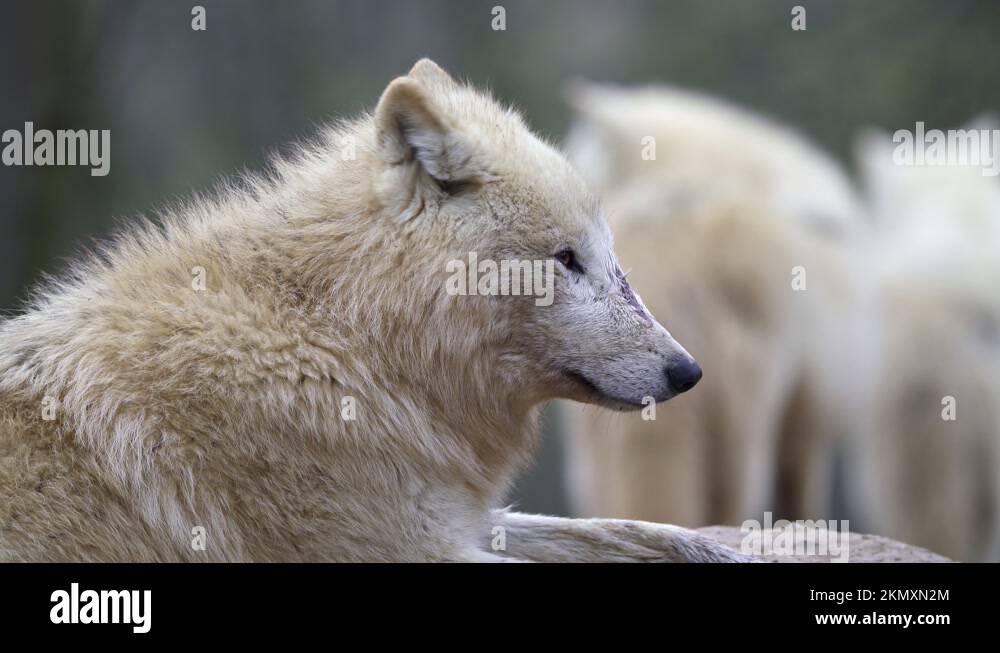 Arctic wolf (Canis lupus arctos), also known as the white wolf or polar ...