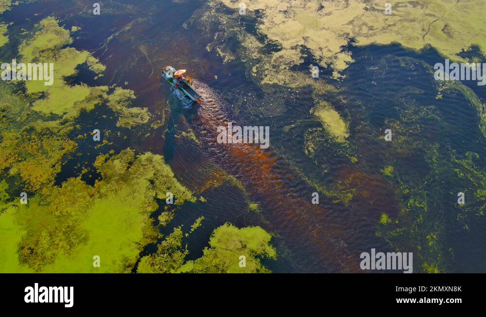 Algae clean up Stock Videos & Footage - HD and 4K Video Clips - Alamy