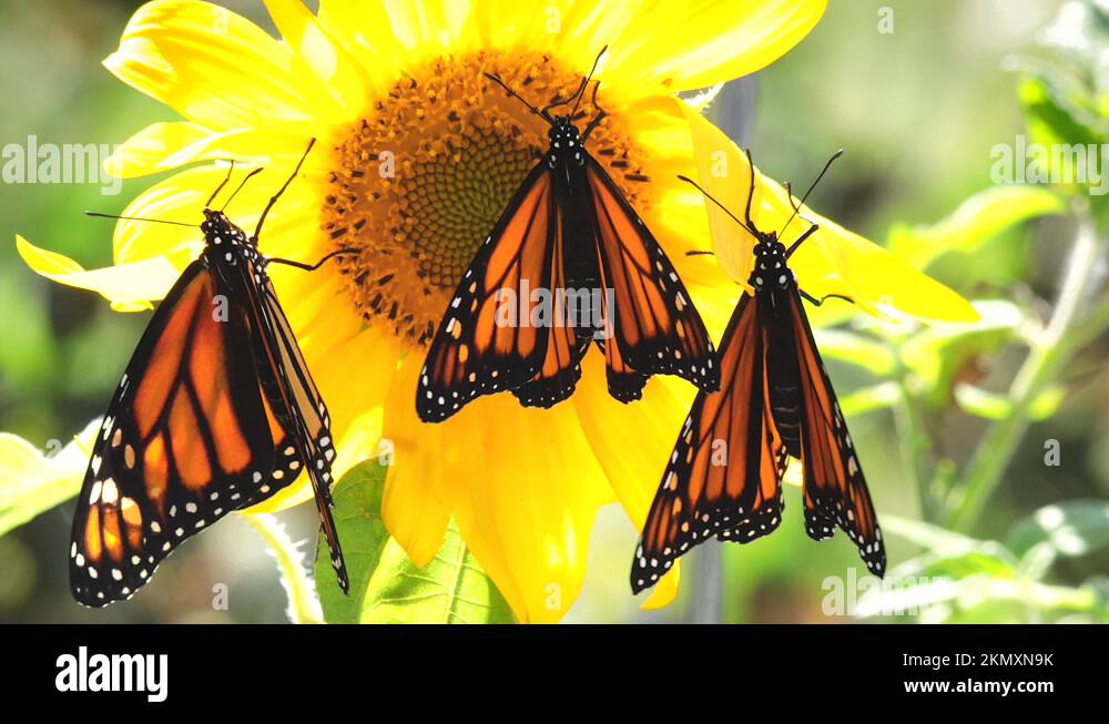 Butterflies in action Stock Videos & Footage - HD and 4K Video Clips ...