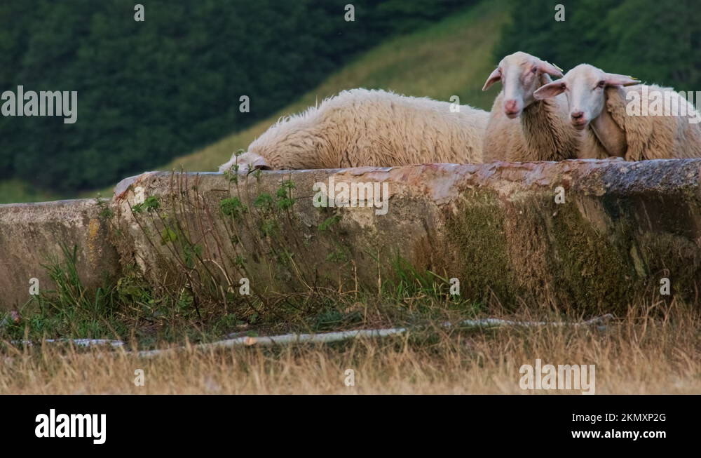 Sheep drinking water Stock Videos & Footage - HD and 4K Video Clips - Alamy