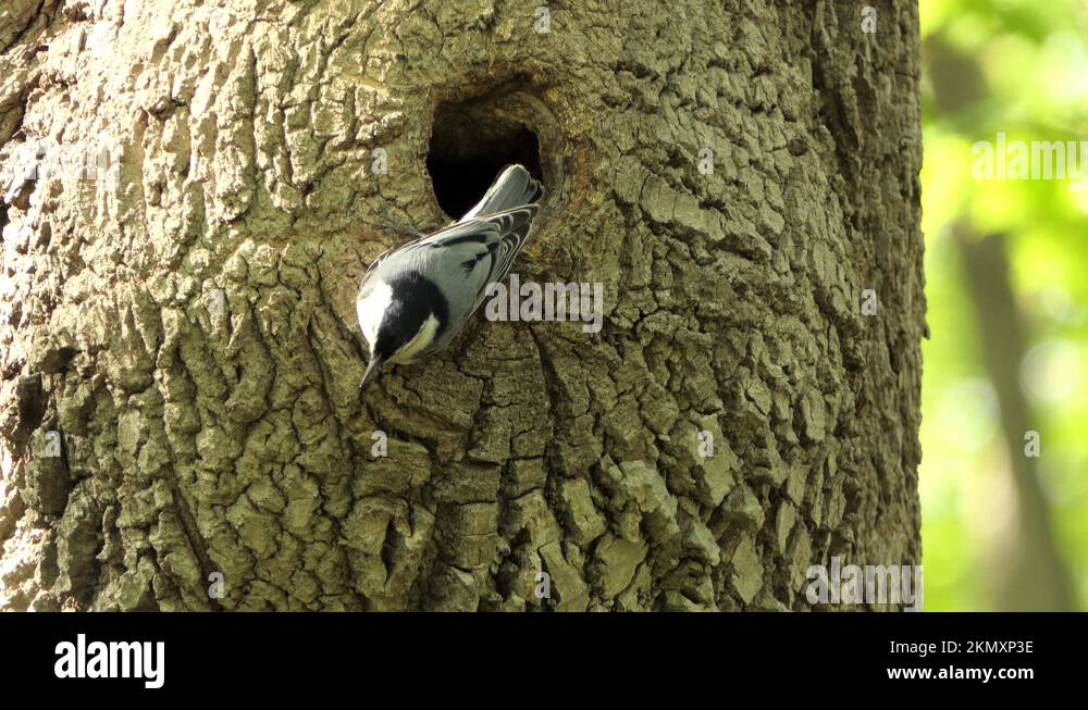 Bird tree hole Stock Videos & Footage - HD and 4K Video Clips - Alamy