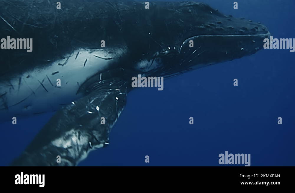 Old Humpback Whale full of scars, swimming in clear blue water Stock ...