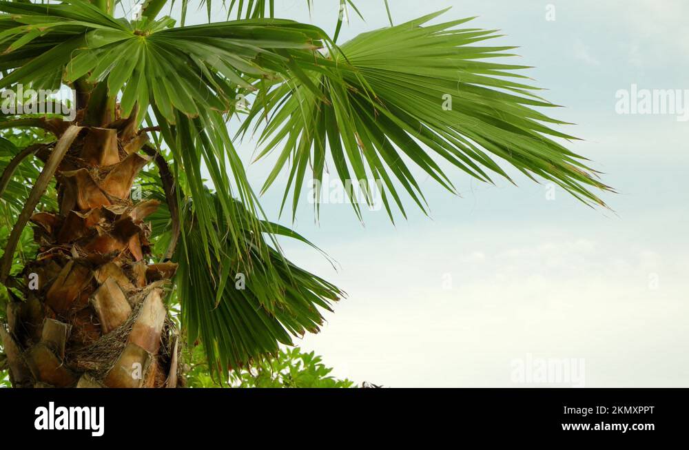 Dwarf fan palm tree Stock Videos & Footage - HD and 4K Video Clips - Alamy