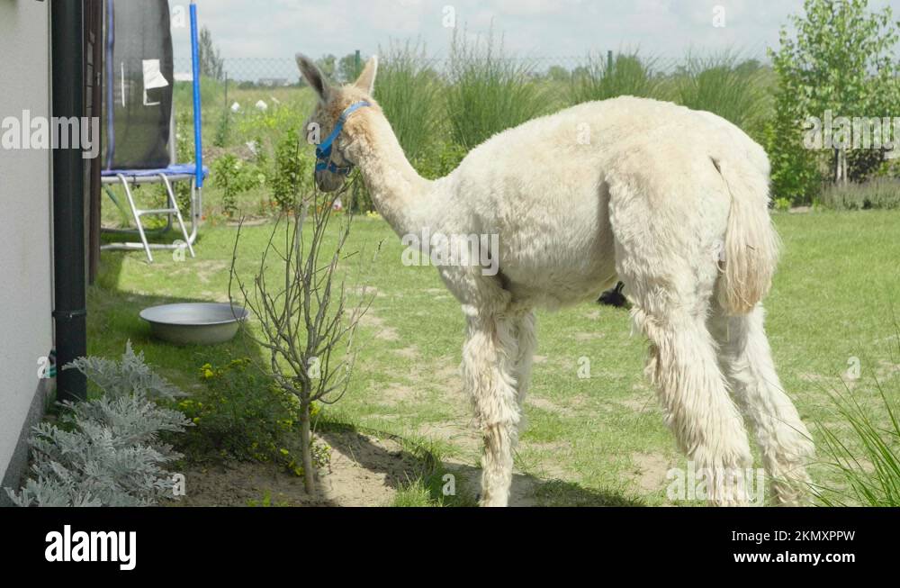 Alpaca in a pen Stock Videos & Footage - HD and 4K Video Clips - Alamy