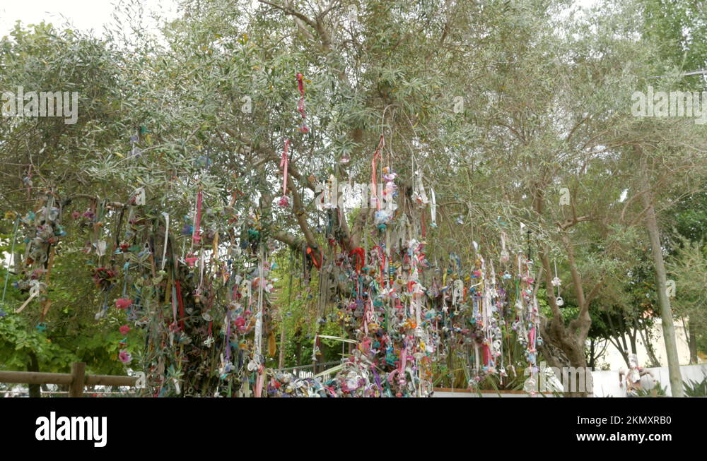 Pacifier Tree Concept - Tradition Of Kids Leave Their Pacifiers Hanging ...