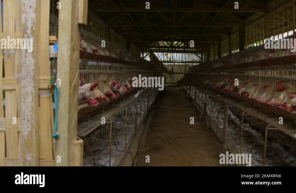 Hen with brood Stock Videos & Footage - HD and 4K Video Clips - Alamy