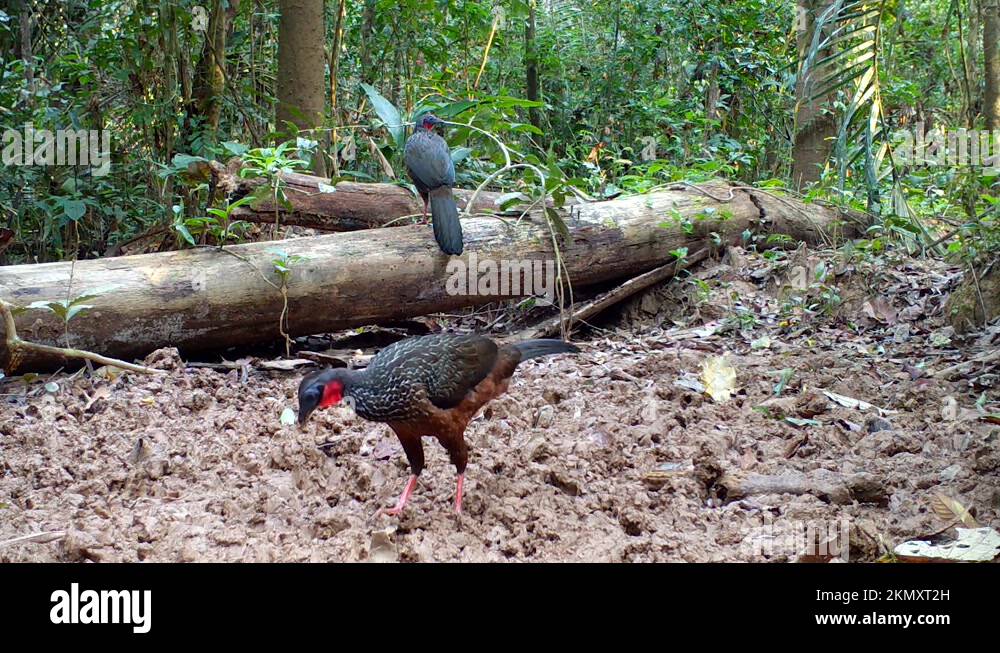 Amazon rainforest bird Stock Videos & Footage - HD and 4K Video Clips ...
