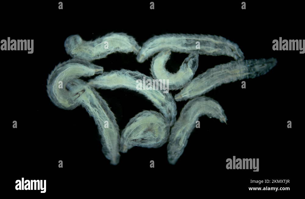 Worm like larvae Stock Videos & Footage - HD and 4K Video Clips - Alamy