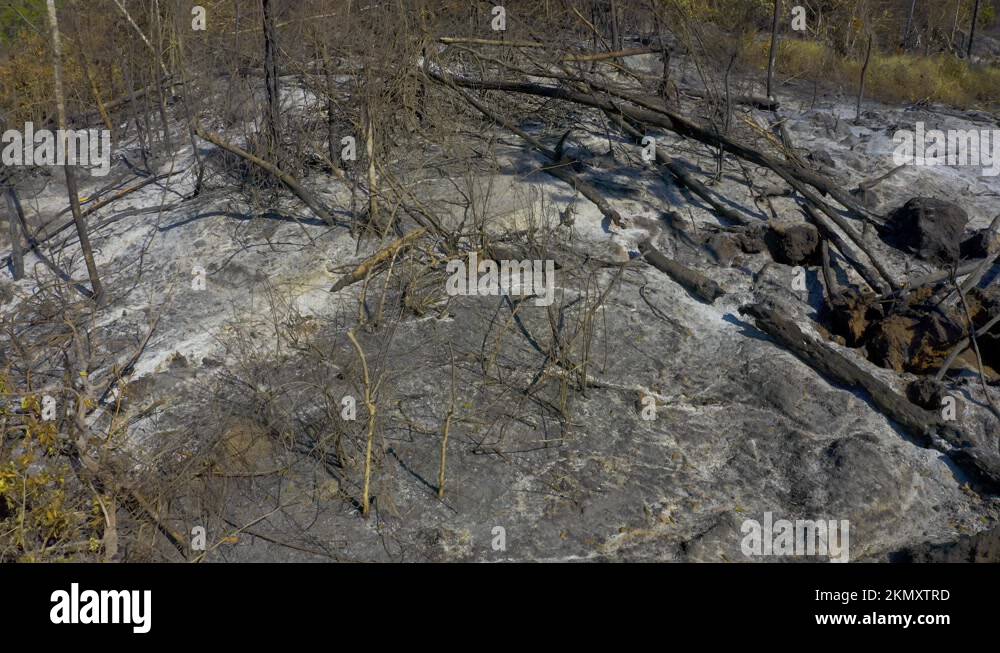 Amazon rainforest devastation deforestation brazil Stock Videos ...