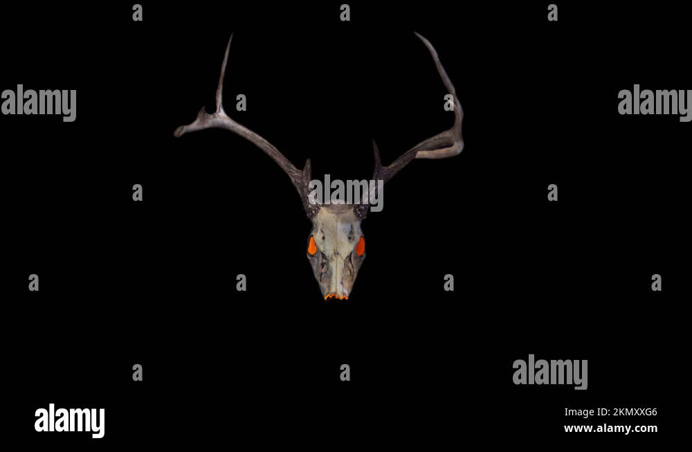 creepy deer skull fire eyes nose slight motion effect Stock Video ...