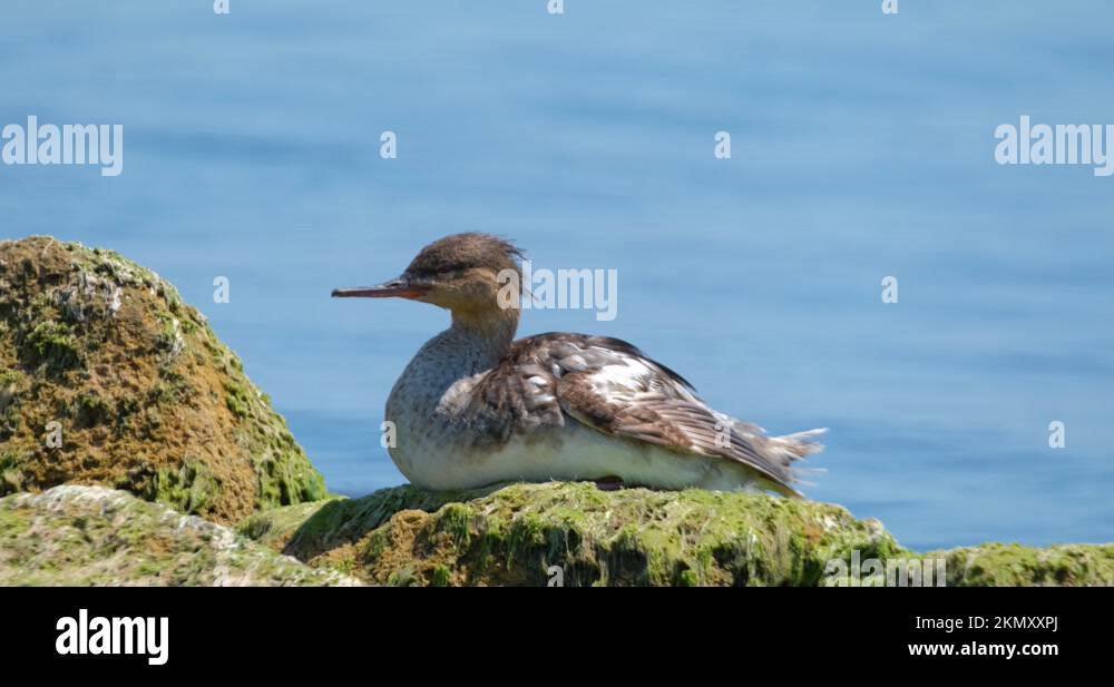 Merganser migration Stock Videos & Footage - HD and 4K Video Clips - Alamy