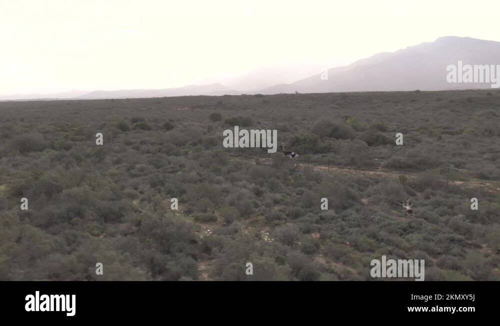 African Ostrich Walking Through Savannah On Isolated Area In South ...