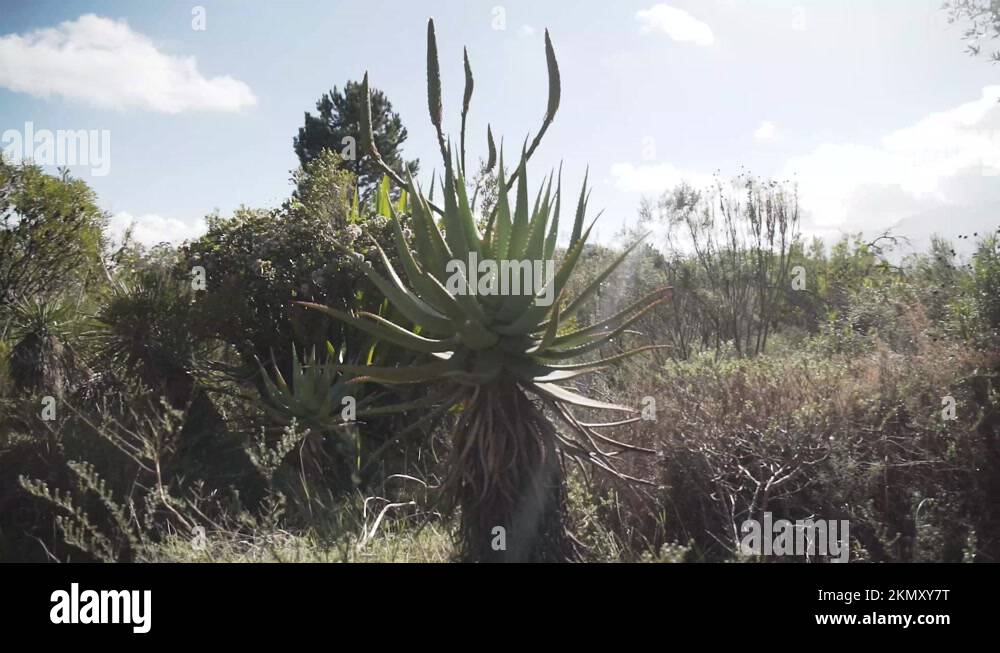 Aloe vera plant at forest leaves Stock Videos & Footage - HD and 4K ...