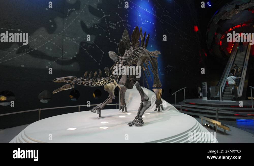 Stegosaurus fossil museum Stock Videos & Footage - HD and 4K Video ...