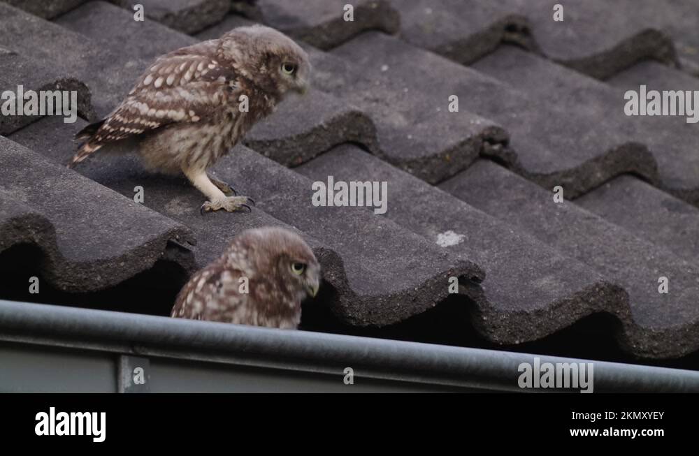 Little owl chick eating food from mother on a house terrace, urban bird ...