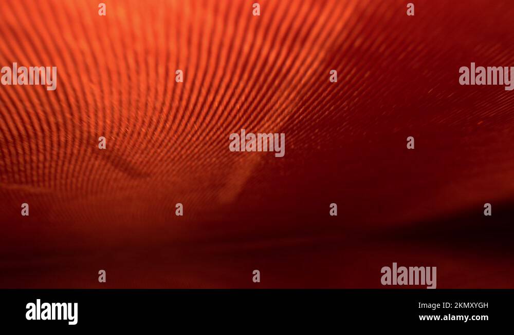 Inside of book cover Stock Videos & Footage - HD and 4K Video Clips - Alamy