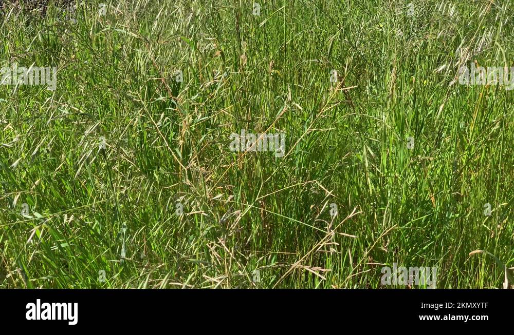 Weed with seeds blowing in the wind Stock Videos & Footage - HD and 4K ...