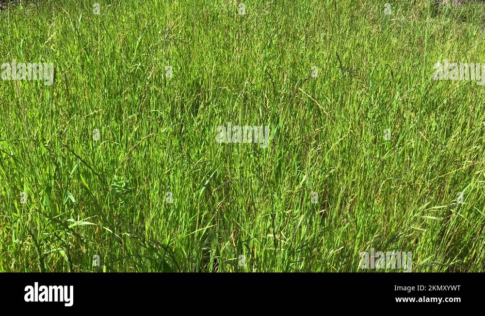 Grass Weeds In Stock Videos And Footage Hd And 4k Video Clips Alamy