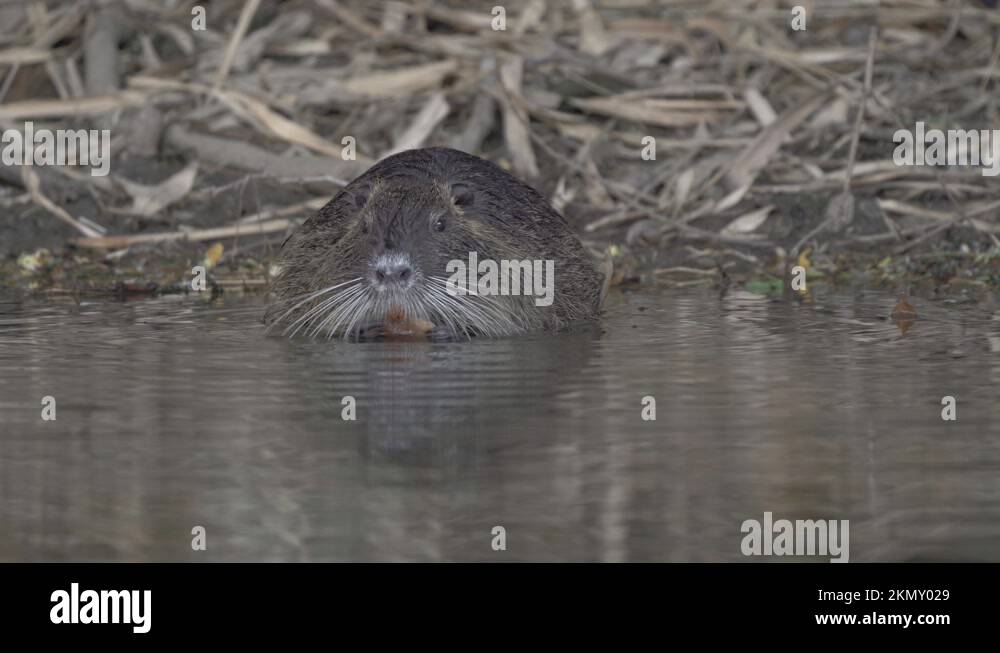 Static front facing shot capturing a cute nutria, myocastor coypus with ...