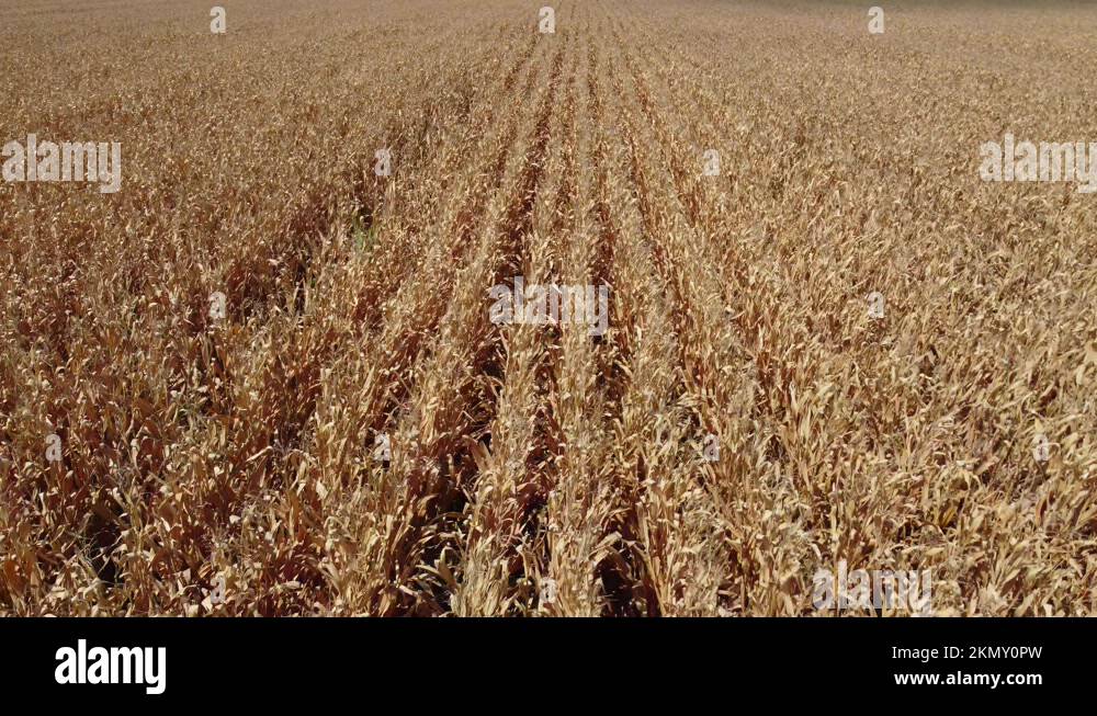 sweeping a corn field ready to harvest seeing the rows where it was ...