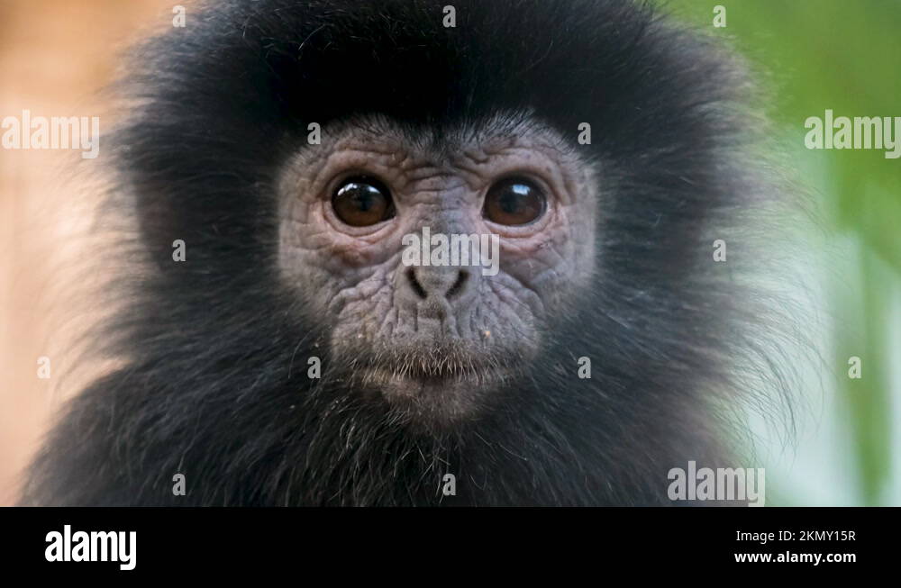 Wrinkled animals Stock Videos & Footage - HD and 4K Video Clips - Alamy