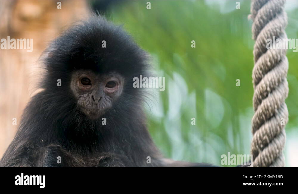 Monkey wrinkled face Stock Videos & Footage - HD and 4K Video Clips - Alamy