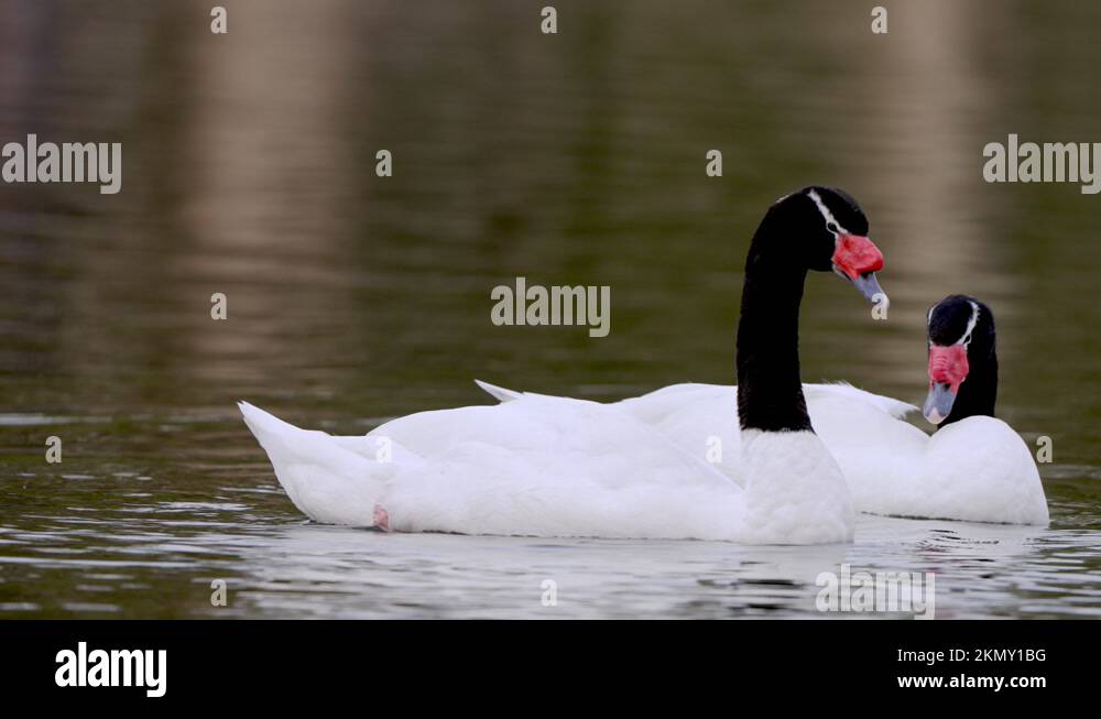 Cygnus melancoryphus black necked swan Stock Videos & Footage - HD and ...