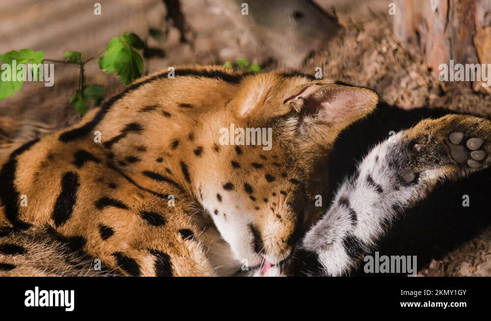 Feline head Stock Videos & Footage - HD and 4K Video Clips - Alamy