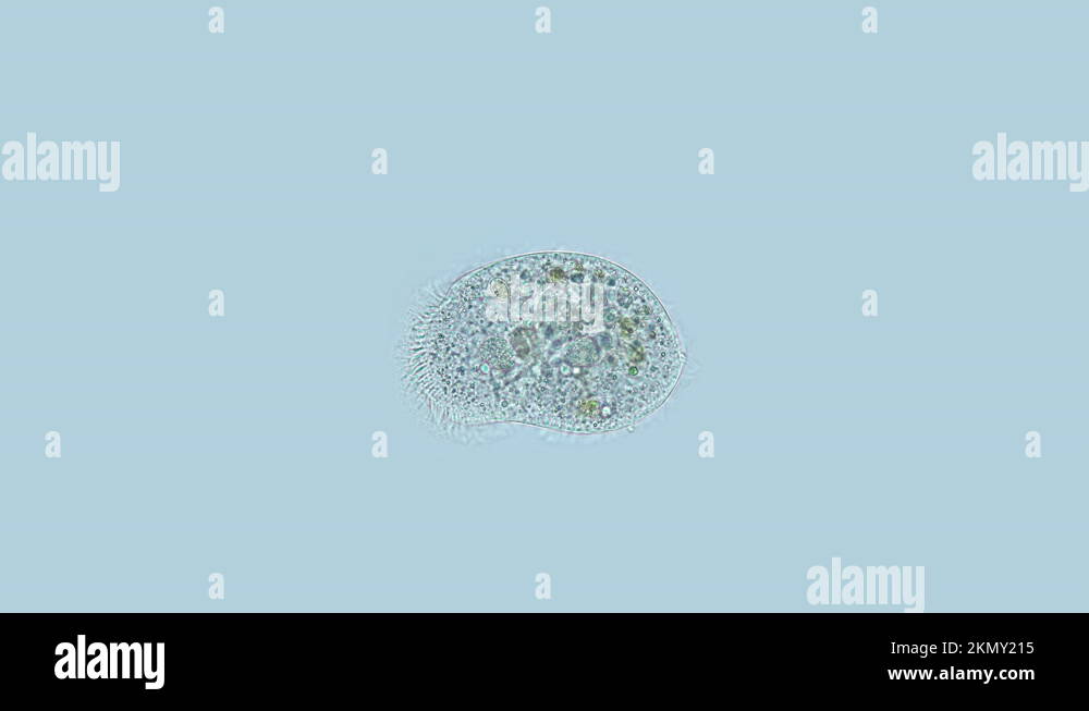 Infusoria Ciliophora Kerona polyporum under microscope, Order ...