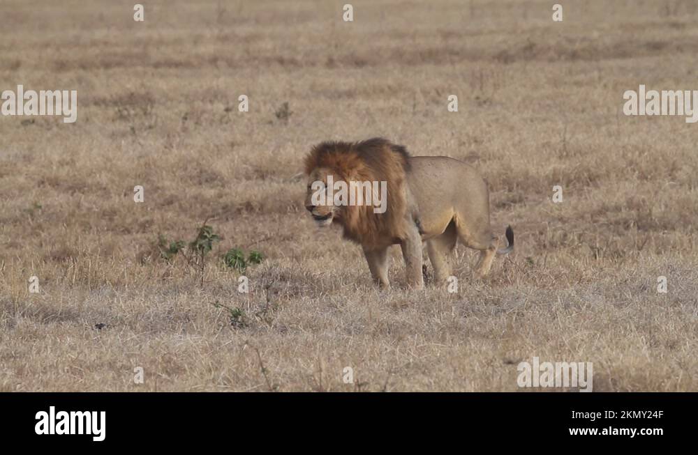 Legs lion Stock Videos & Footage - HD and 4K Video Clips - Alamy